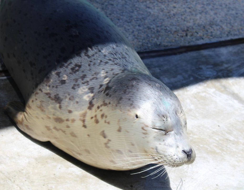 Learn About Marine Mammals – Marine Mammal Care Center Los Angeles