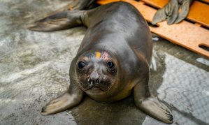 Get Involved – Marine Mammal Care Center Los Angeles