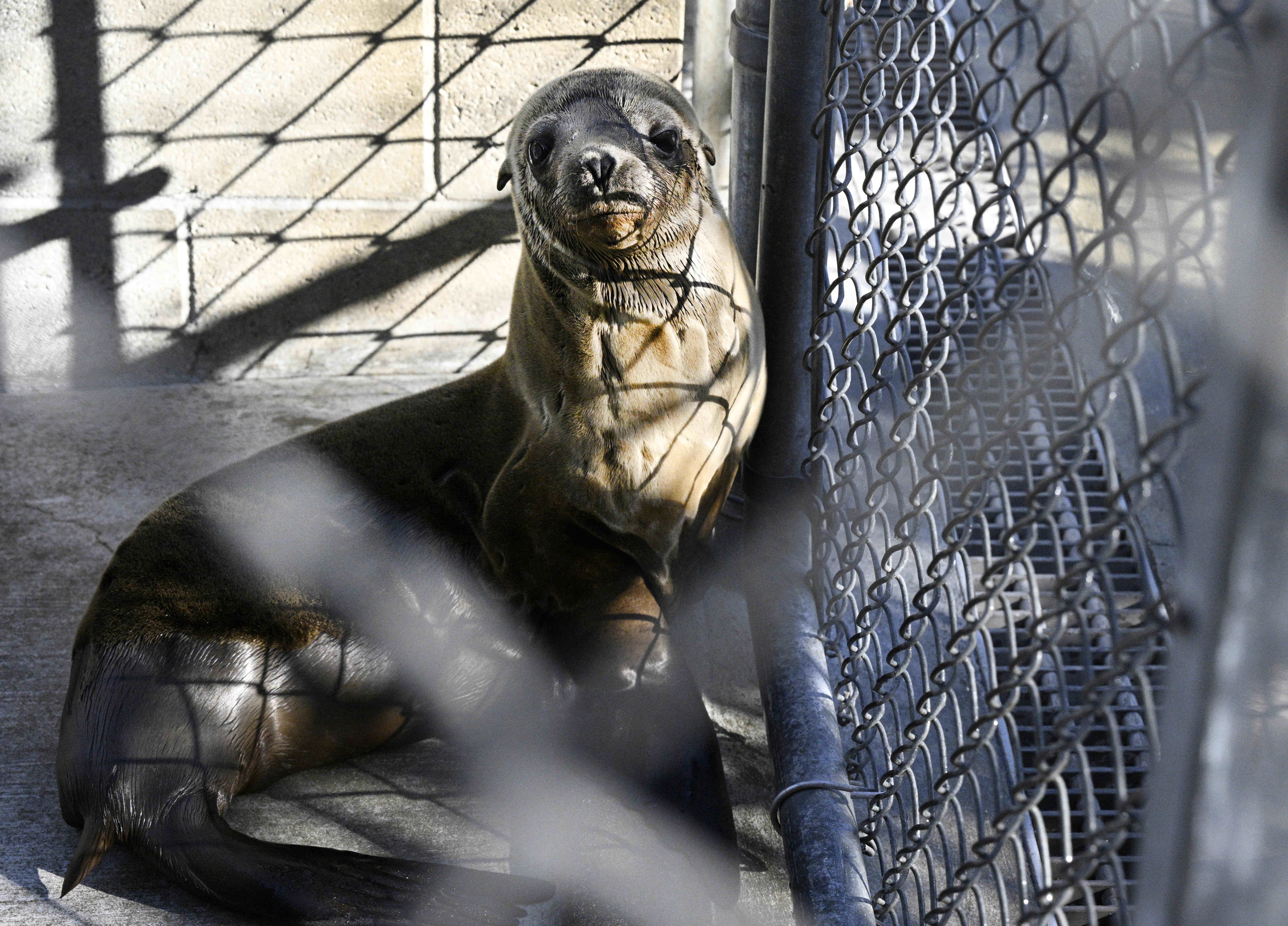 Ocean Hero – Marine Mammal Care Center Los Angeles